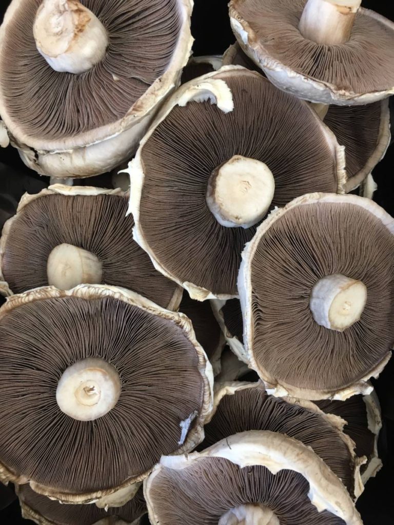 Flat mushrooms x 4 - The Northampton Grocer
